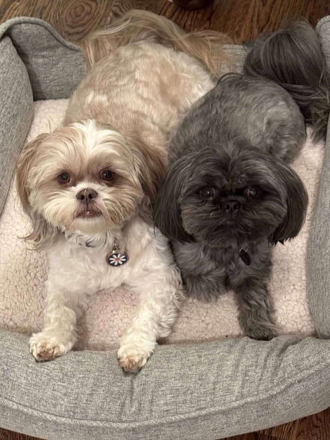 25 Best Disney Dog Movies & Shows to Binge Watch